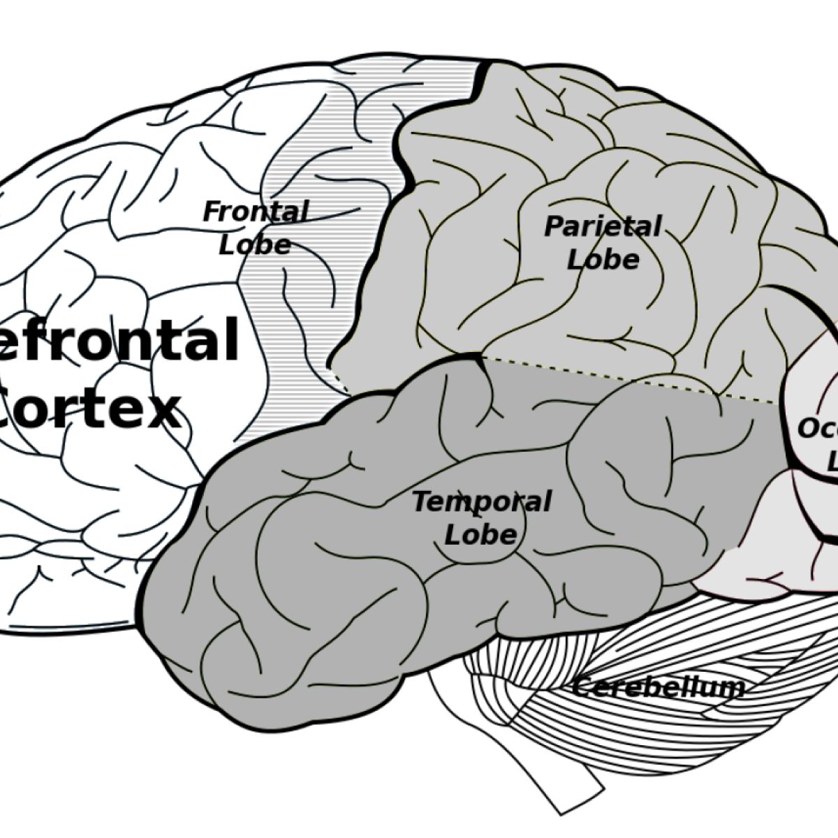 frontal lobe function uk