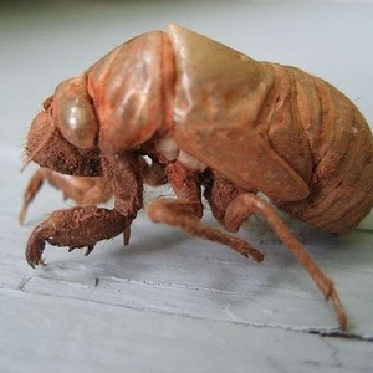 cicadas dry shell