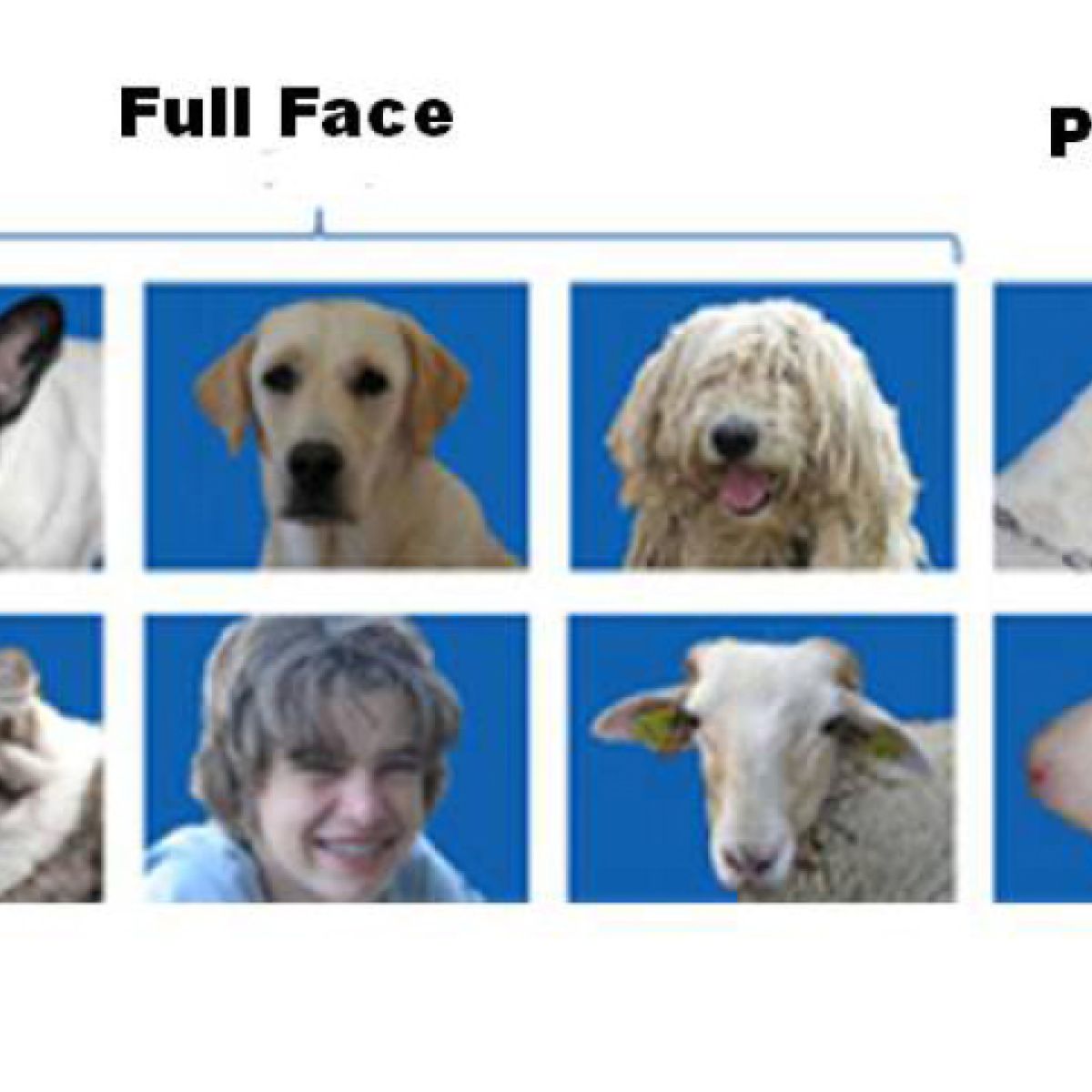 do animals recognize faces