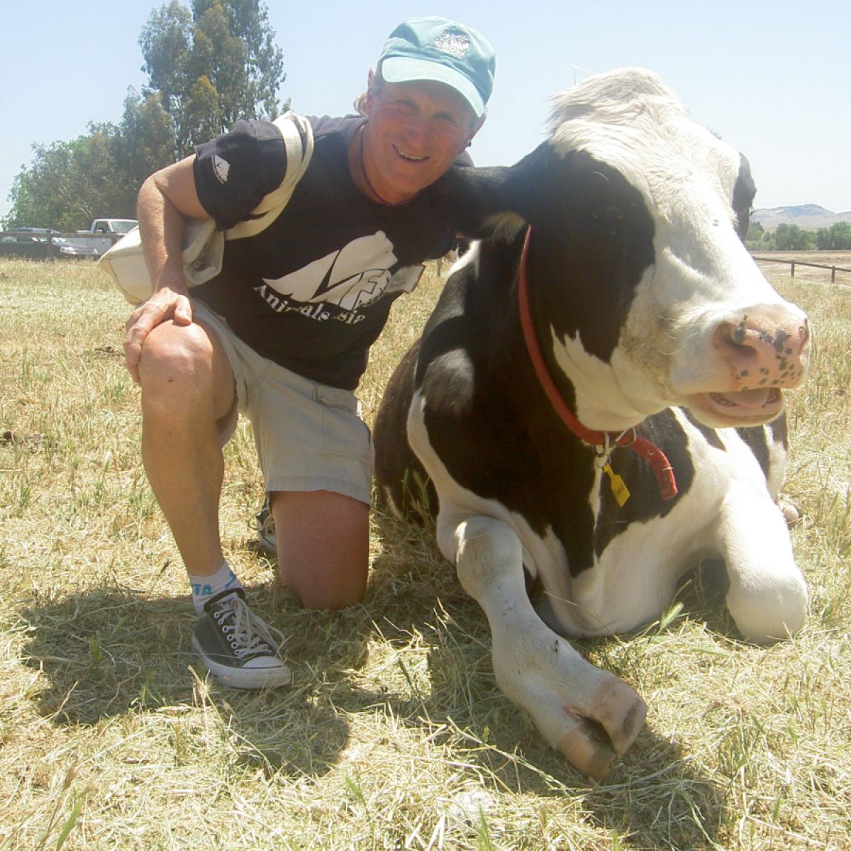 humanising animal behaviour