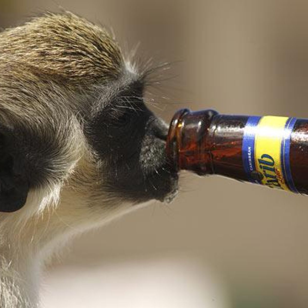 drunk monkeys research