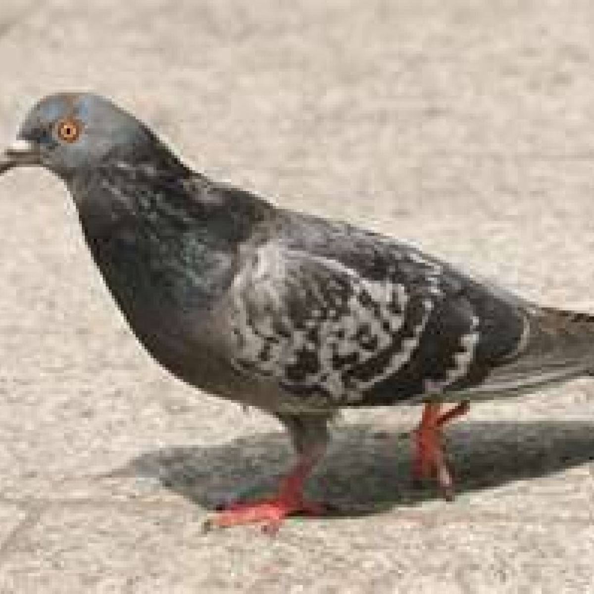 aggressive pigeon behavior