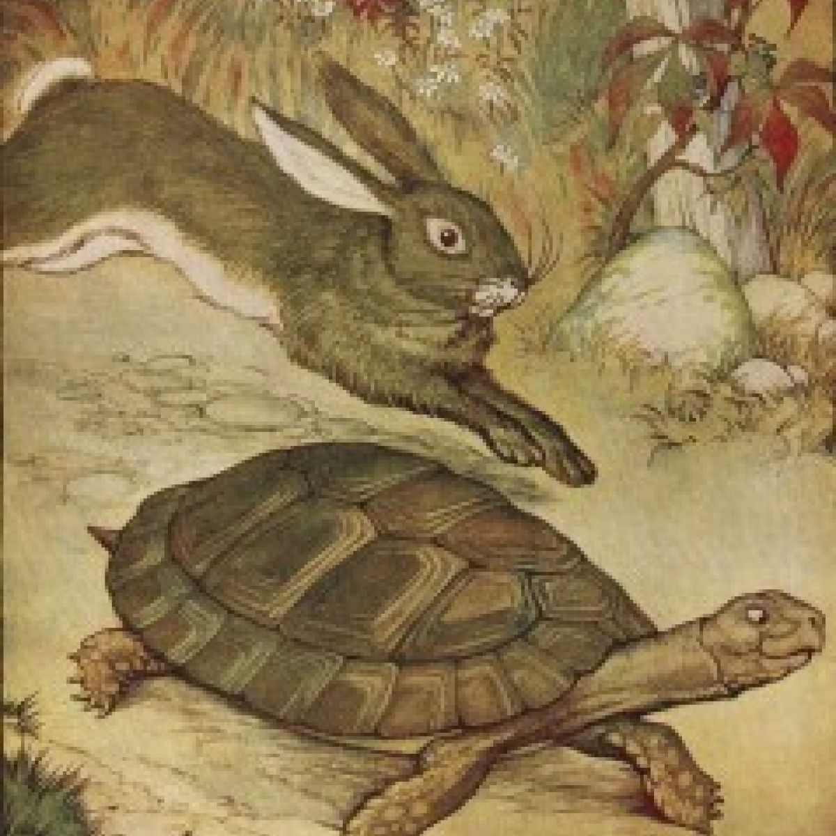 hare turtle