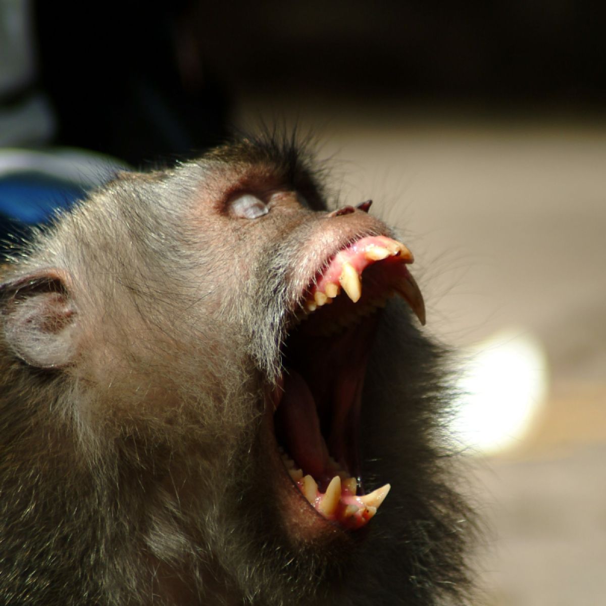 can chimps be aggressive