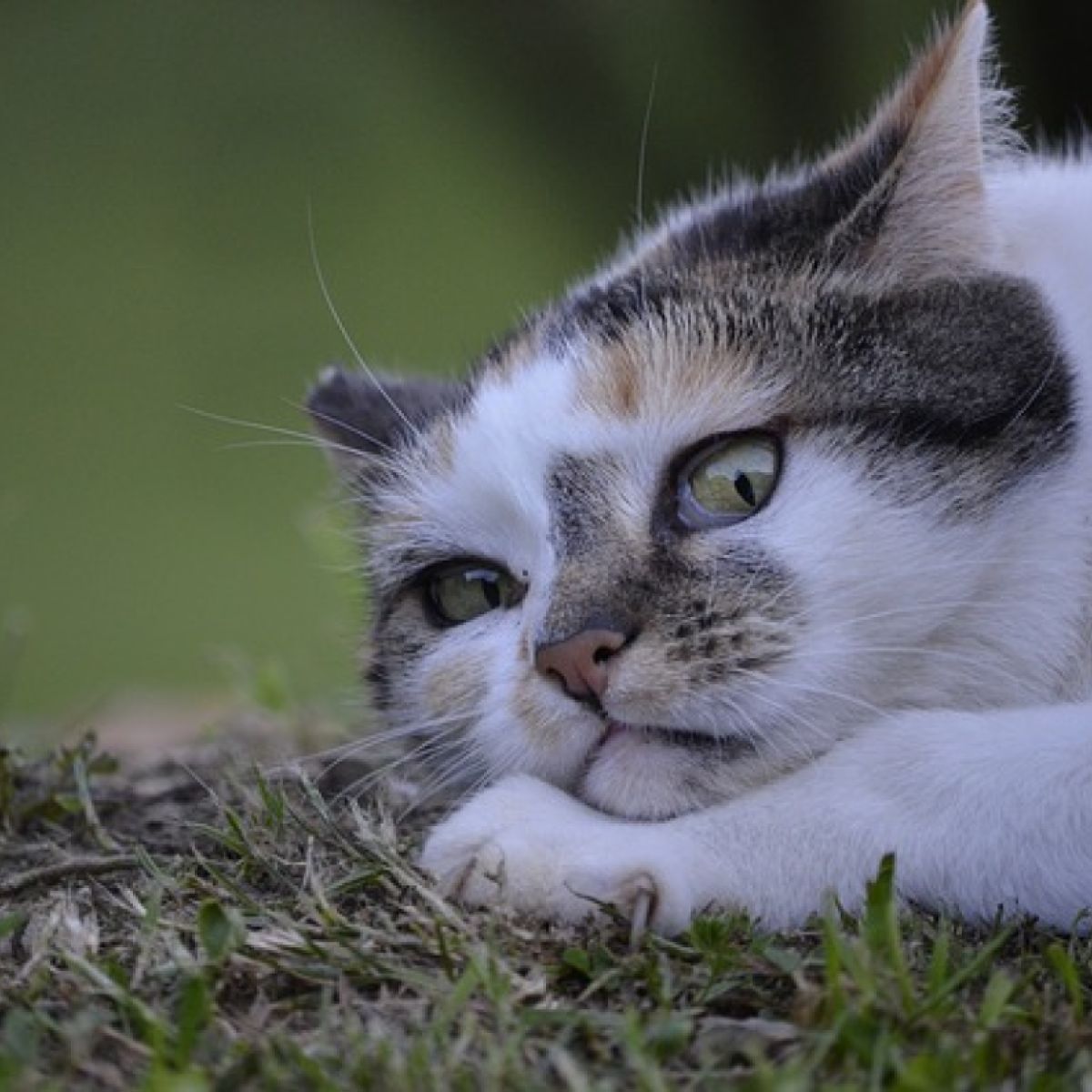 is distrust a feeling