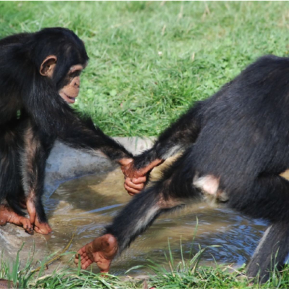 do animals help each other