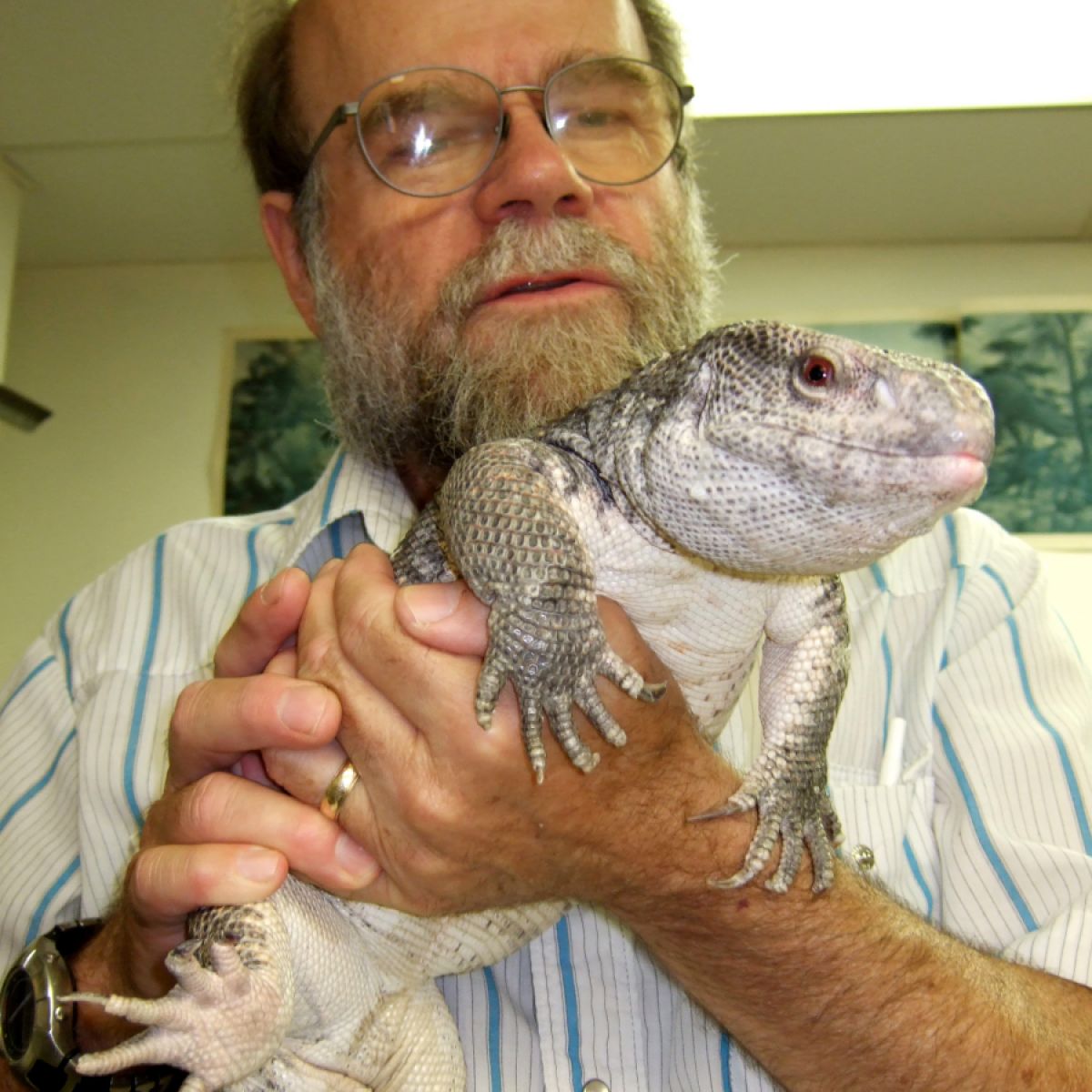 do lizards recognize faces