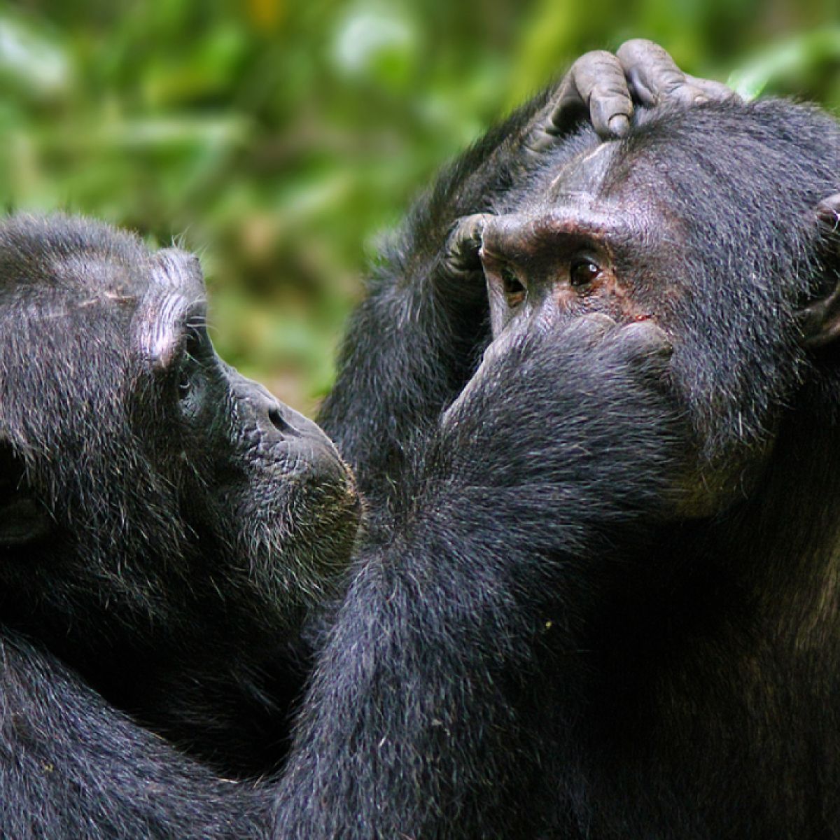 Hairless Baby Chimpanzee