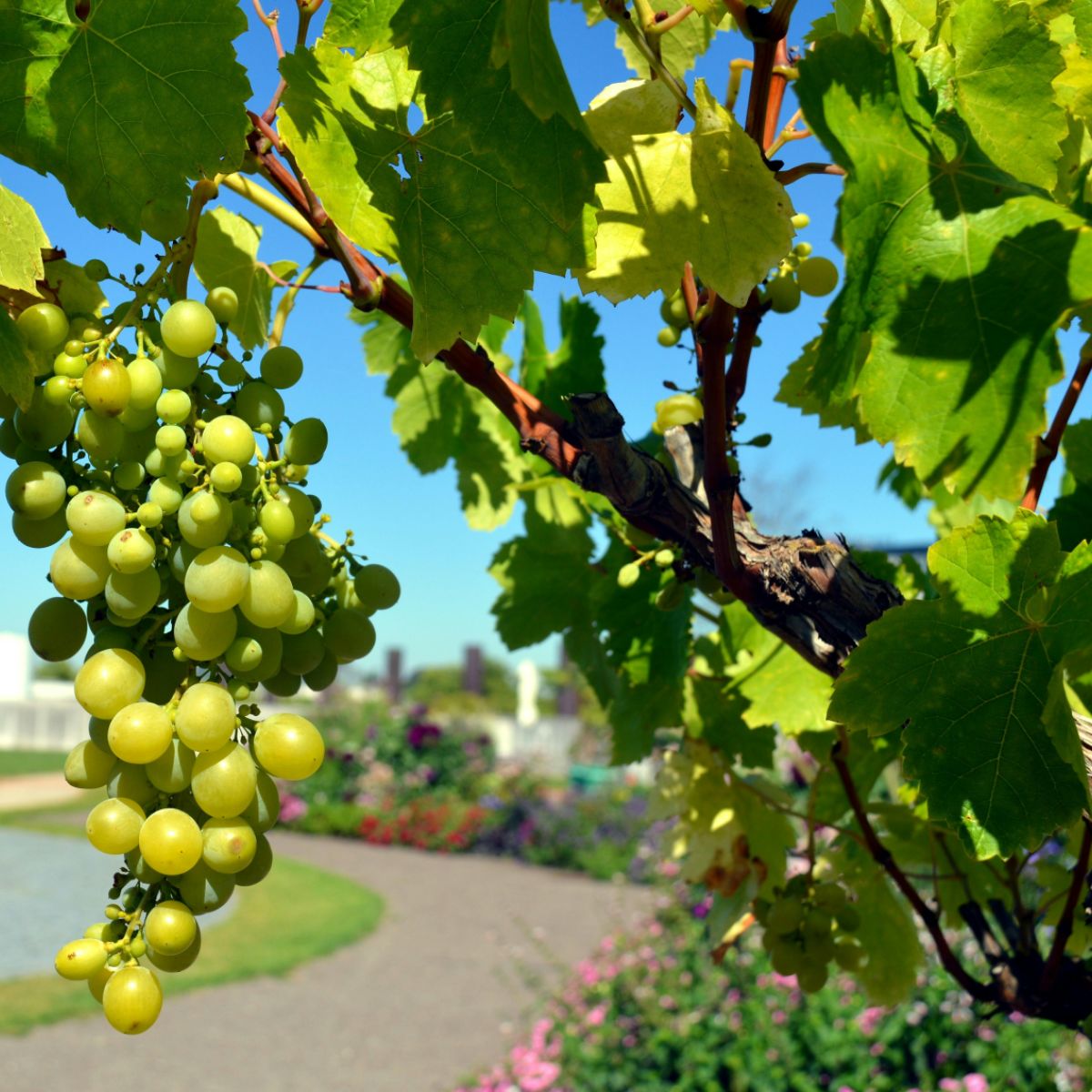 green grapes effects