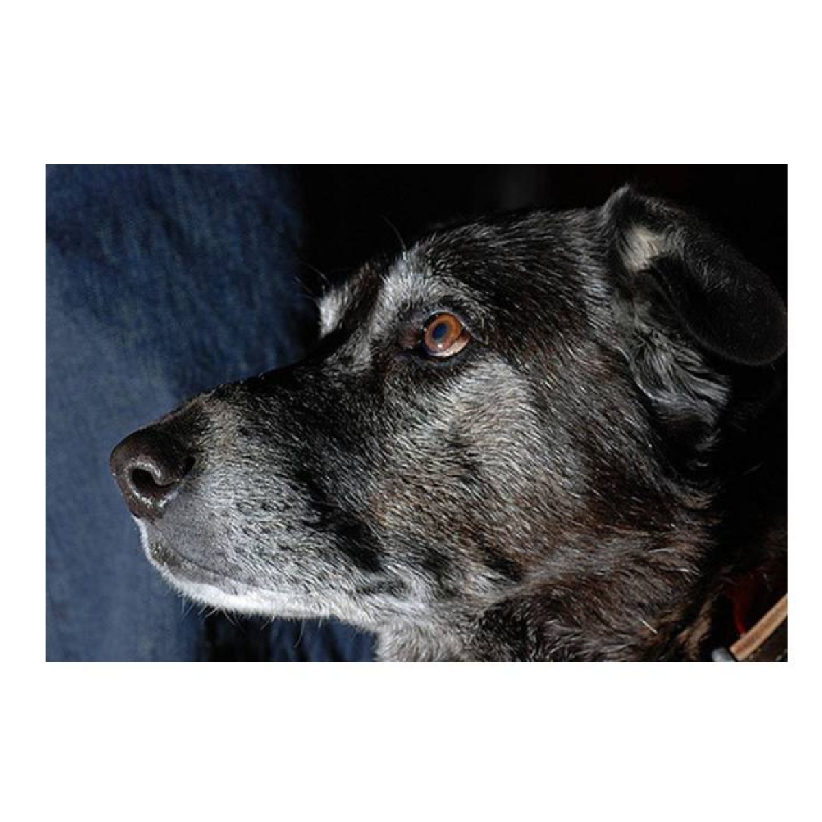 can dogs detect ghosts