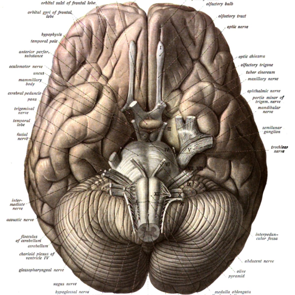 Inferior Cerebellar Peduncle Wikipedia 1911 Encyclopædia