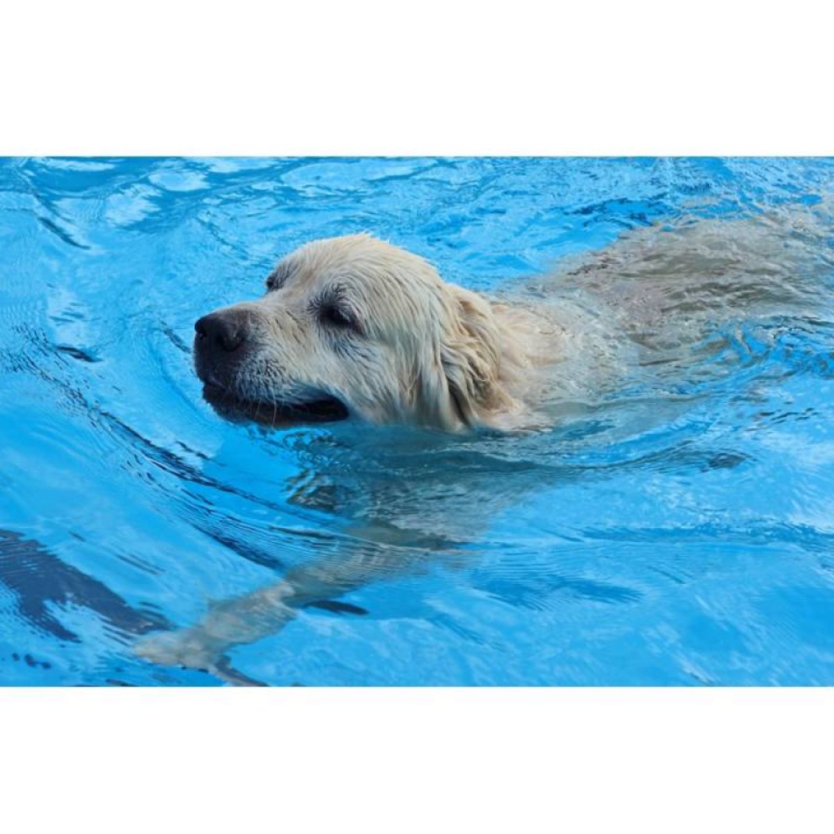 can dogs do front flips