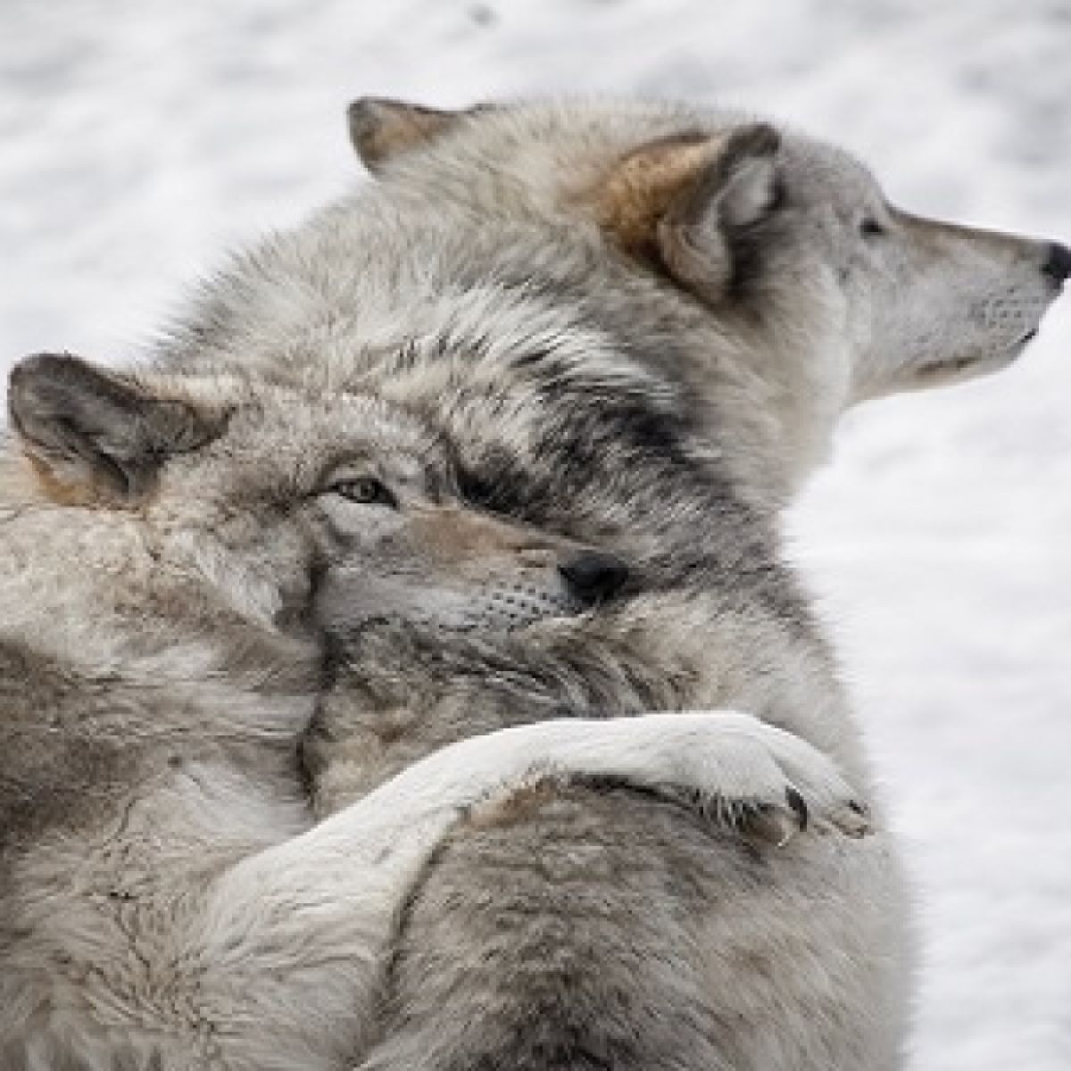 2 wolves together