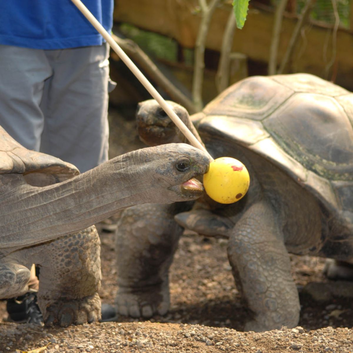 do giant turtles exist