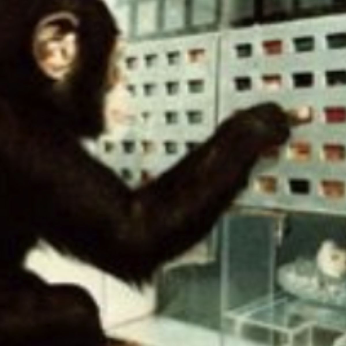 lana the computer chimp