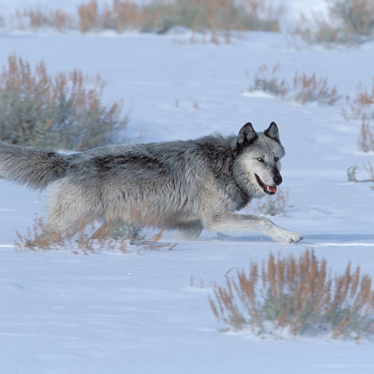 alpha wolf pack leader