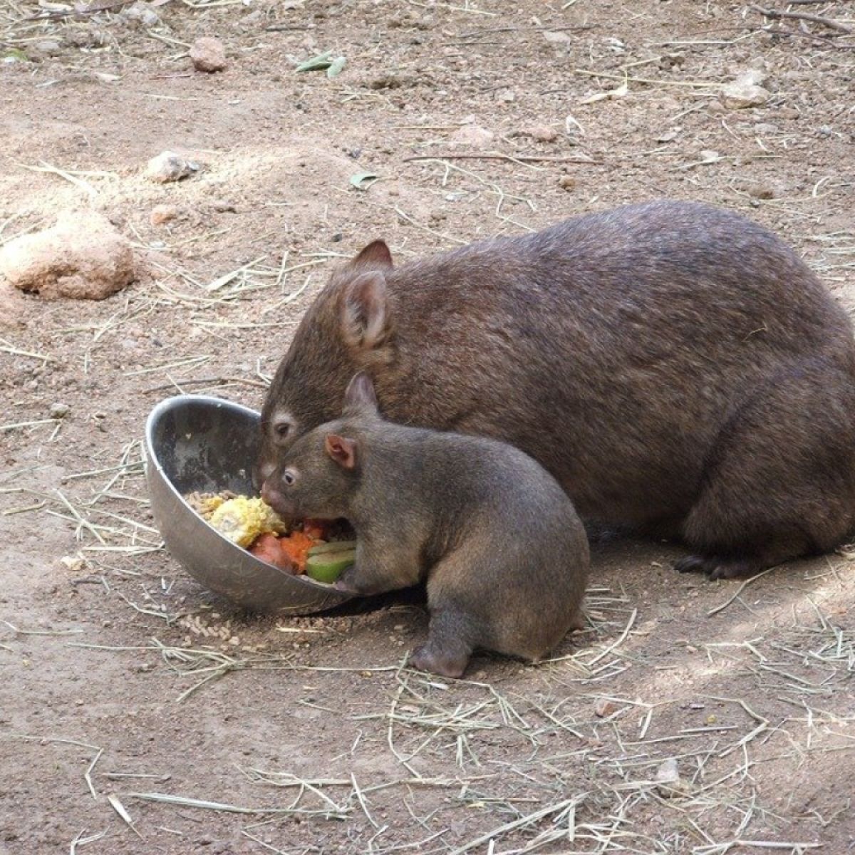 wombat eating