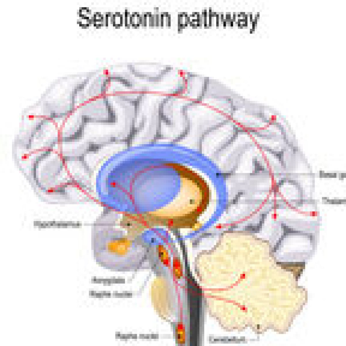serotonin levels check
