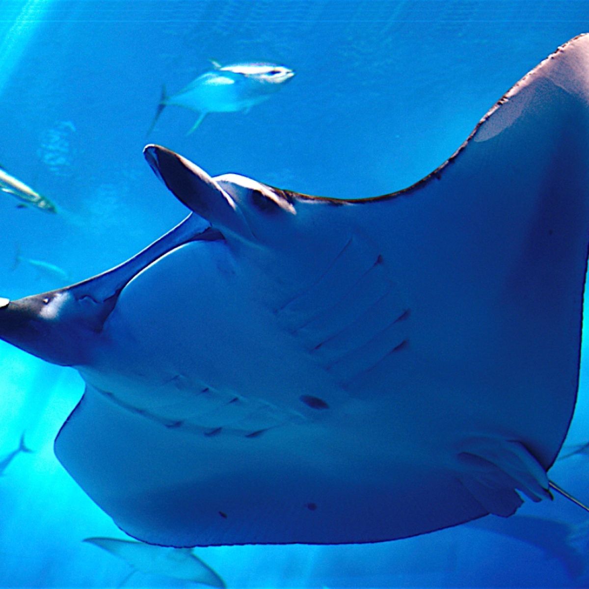 how do manta rays sting