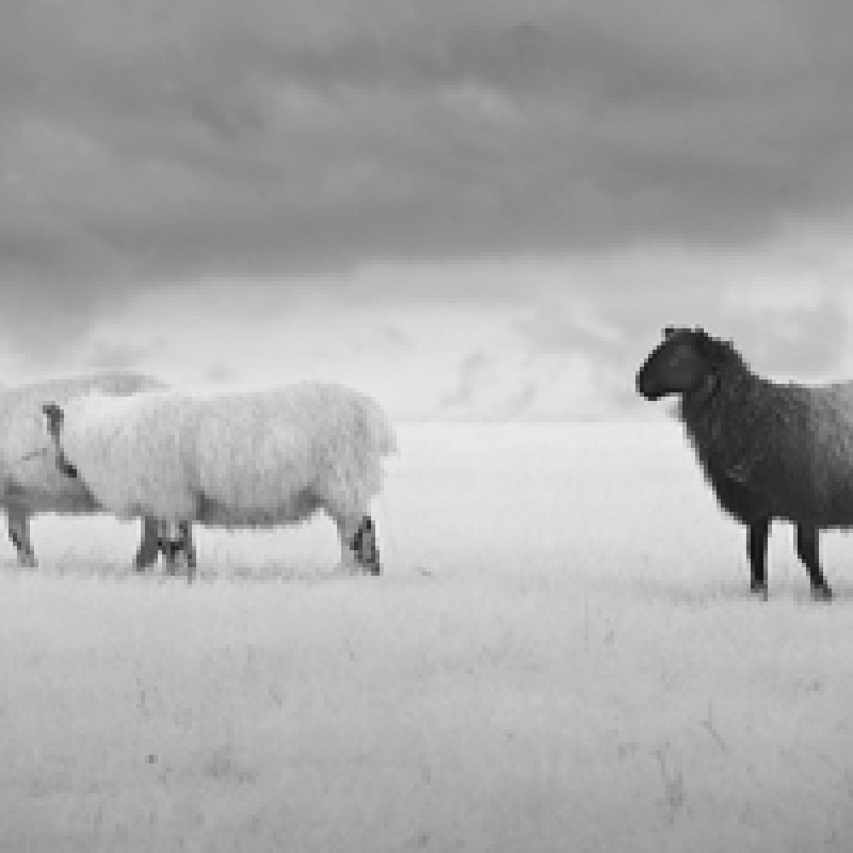 define a black sheep