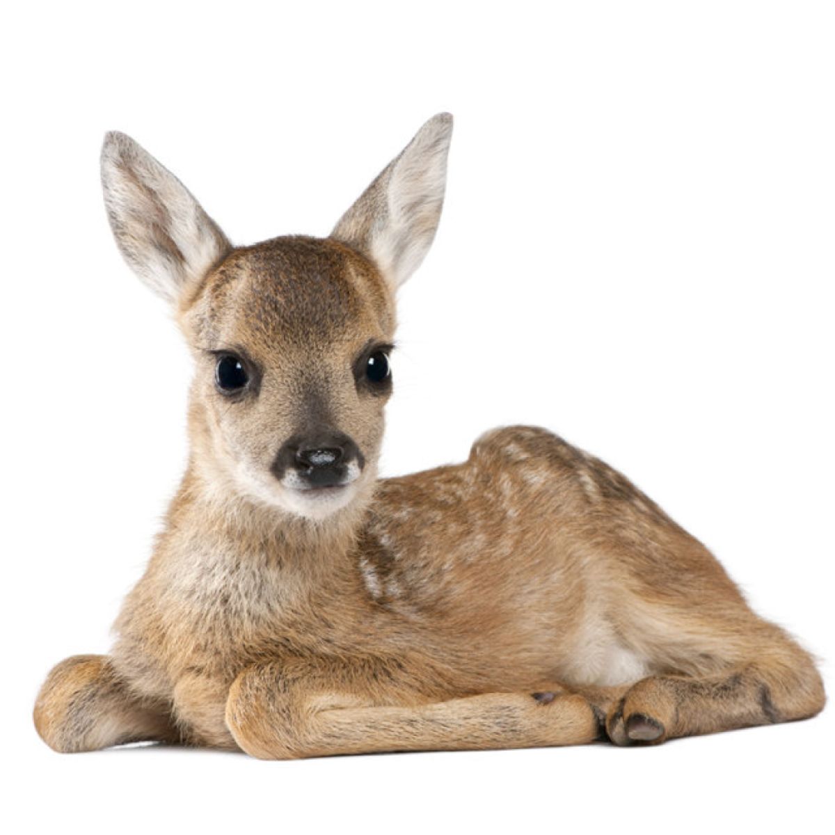 Animales Realmente Lindos En