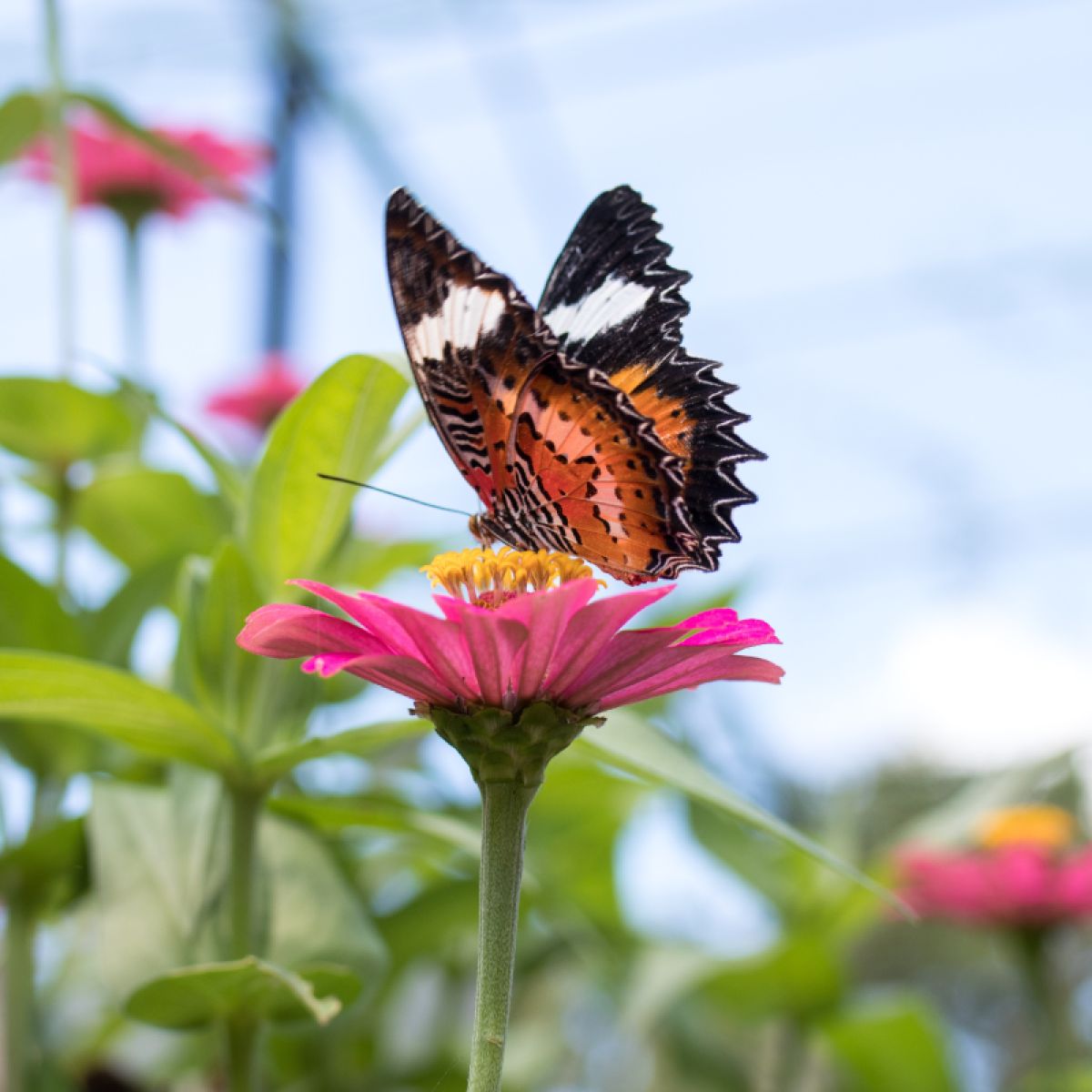 human being human doing