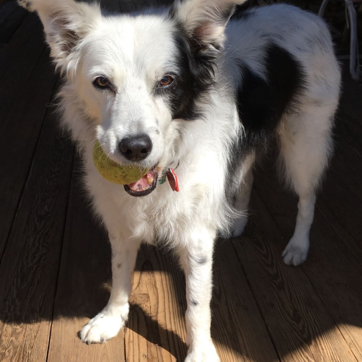 chaser border collie