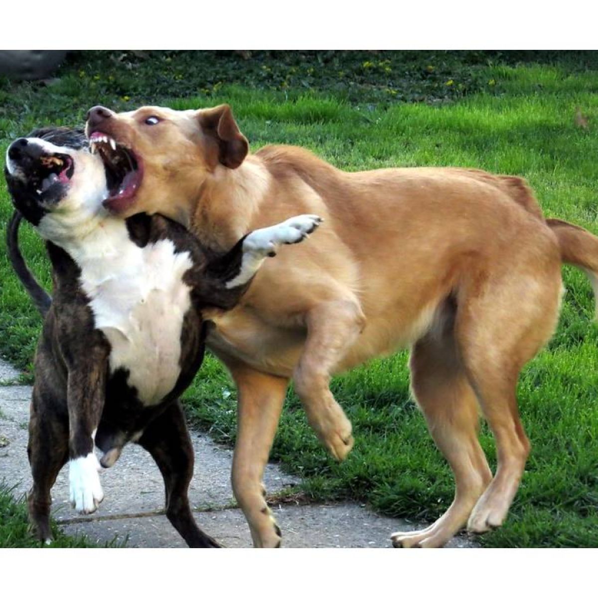 dog biting neck when playing