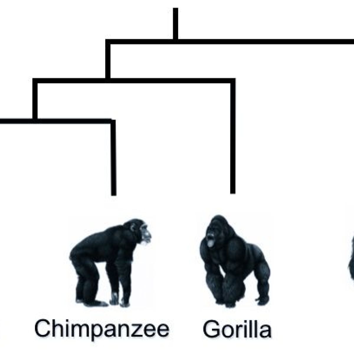 gorilla human evolution