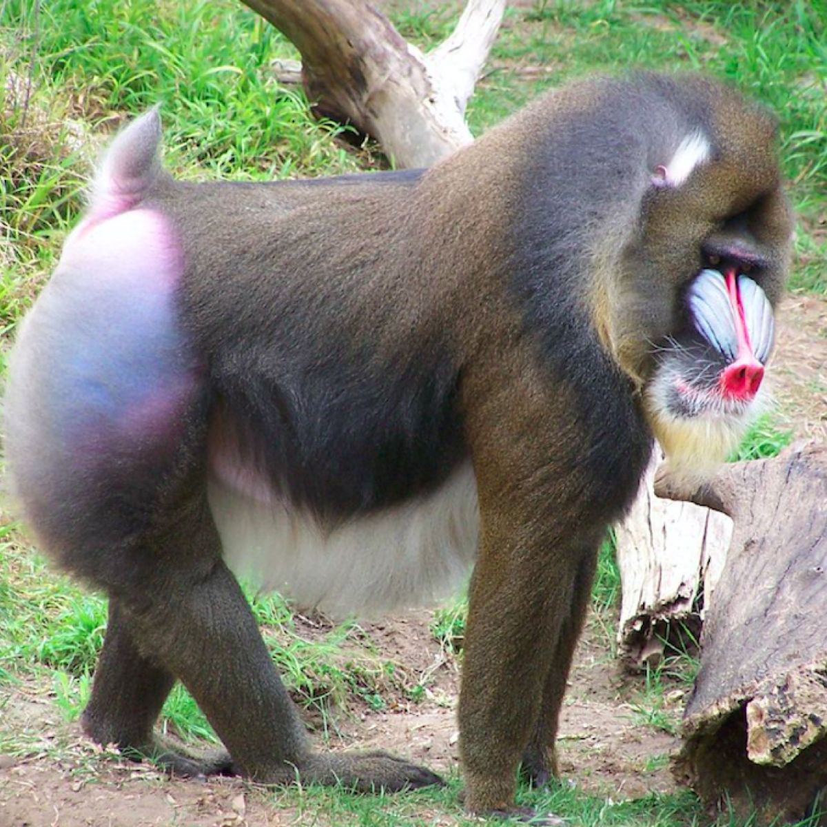 mandrill facepalm