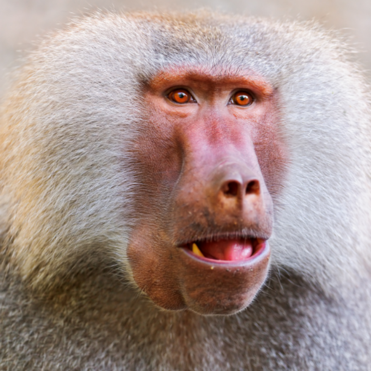 are baboons aggressive