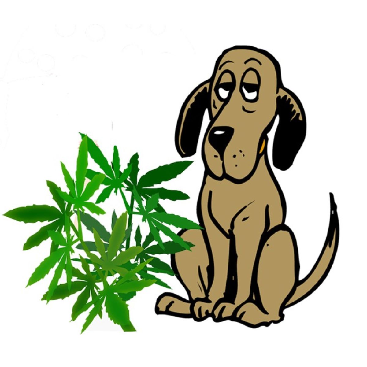 dog weed