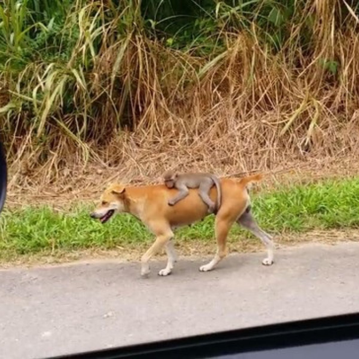 monkey and dog compatibility