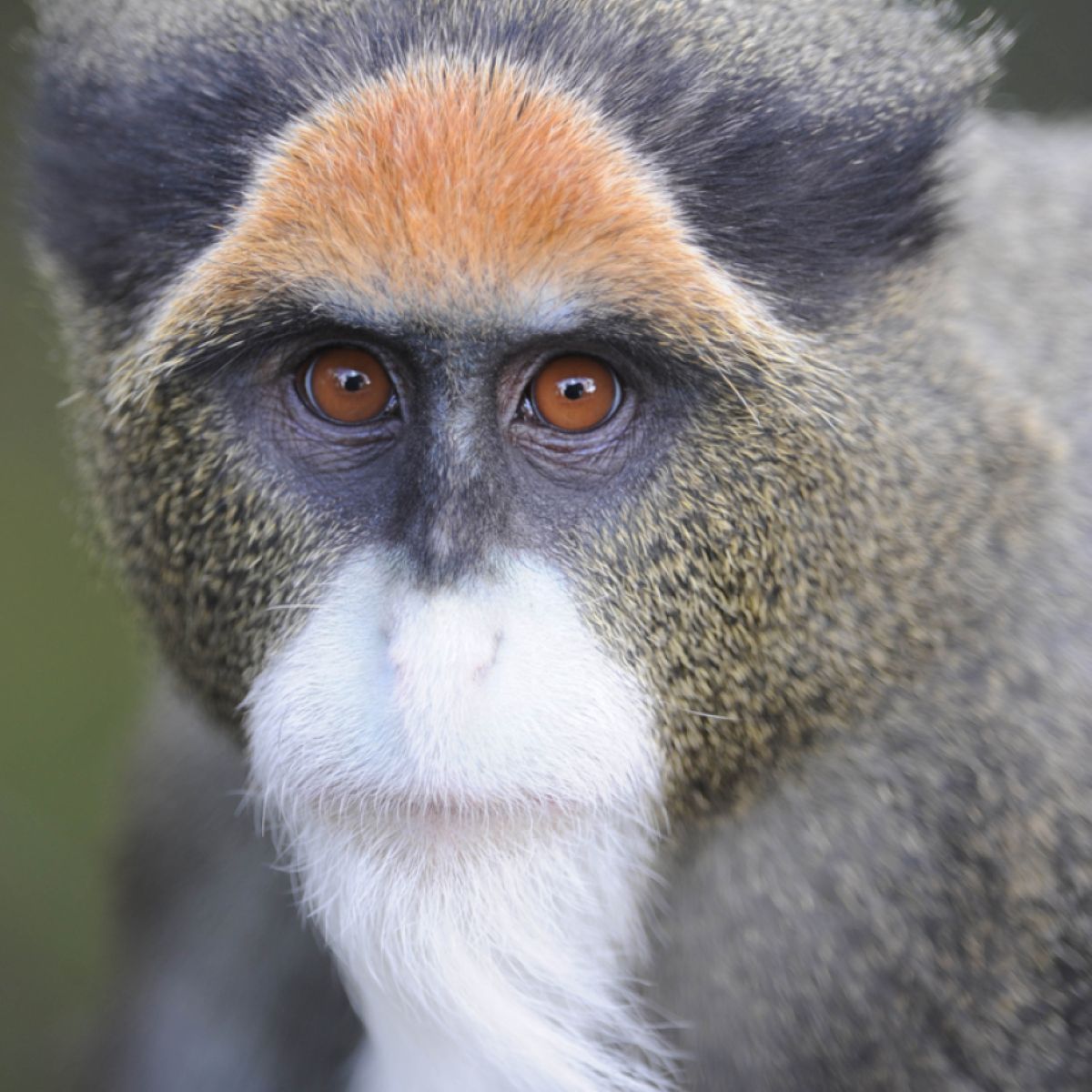 monkeys with long beards