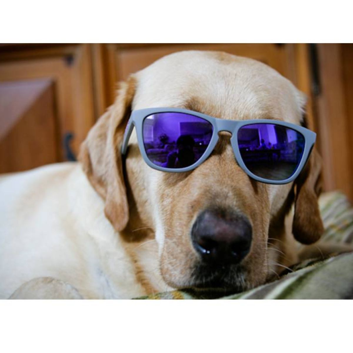 dog night vision simulation