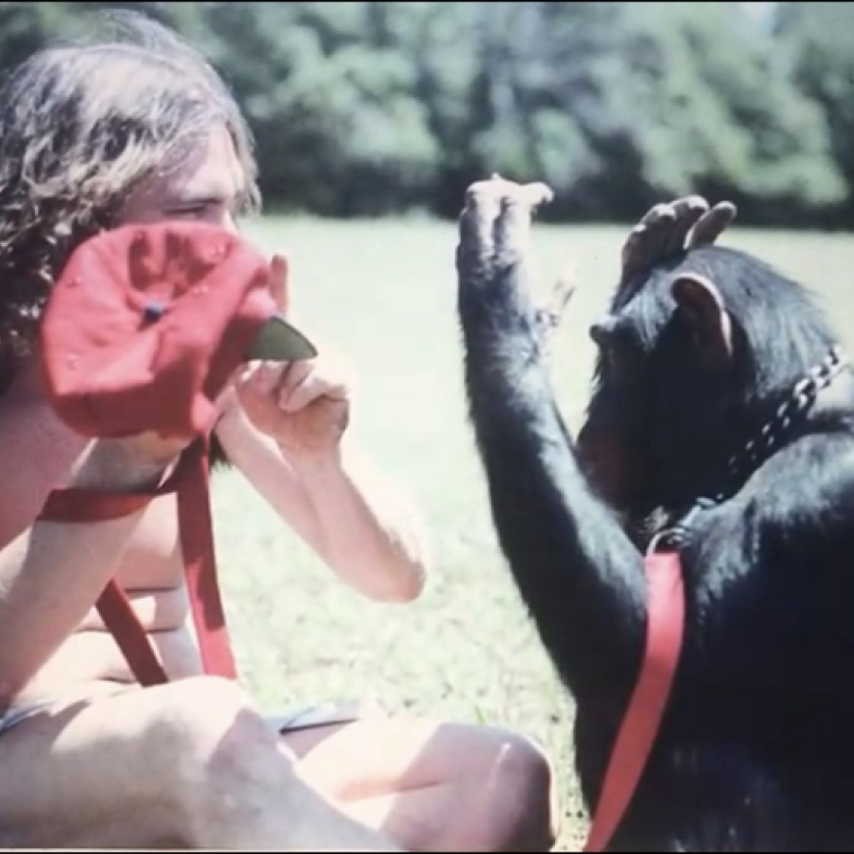 can chimpanzees write