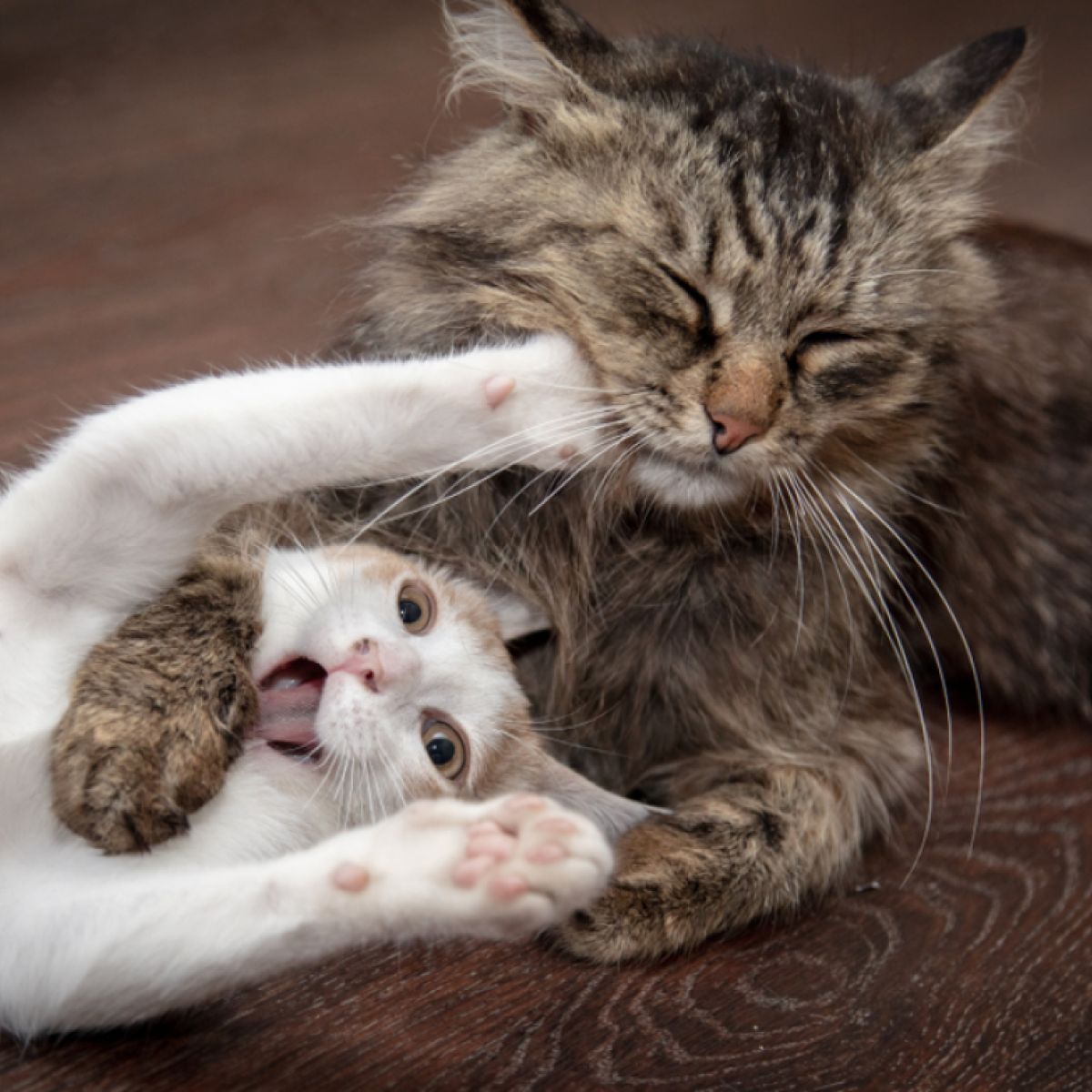 kittens playing together