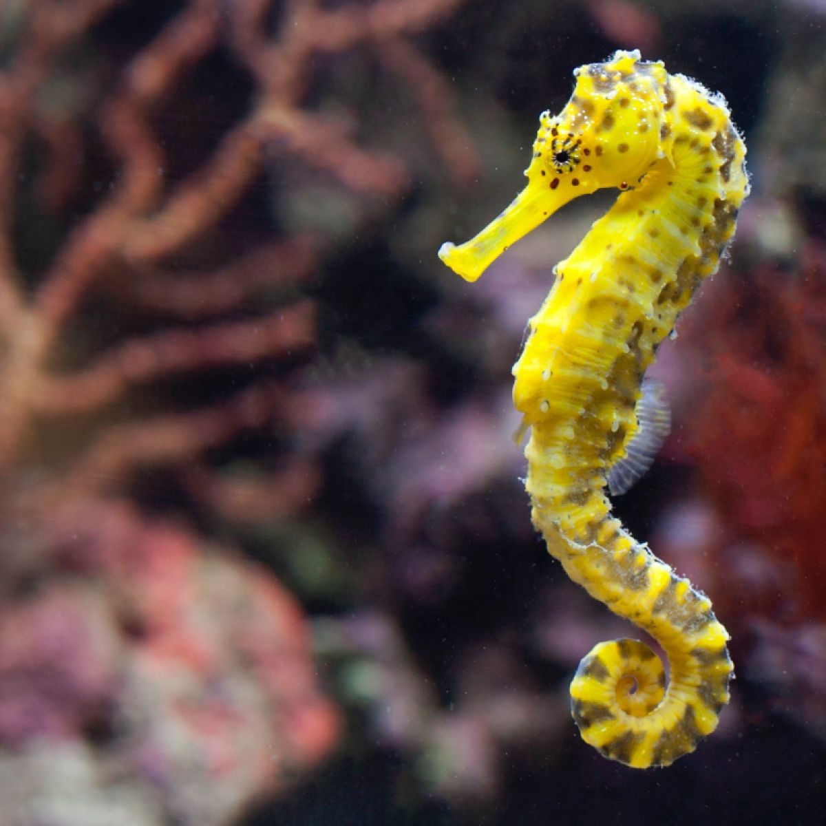 seahorses