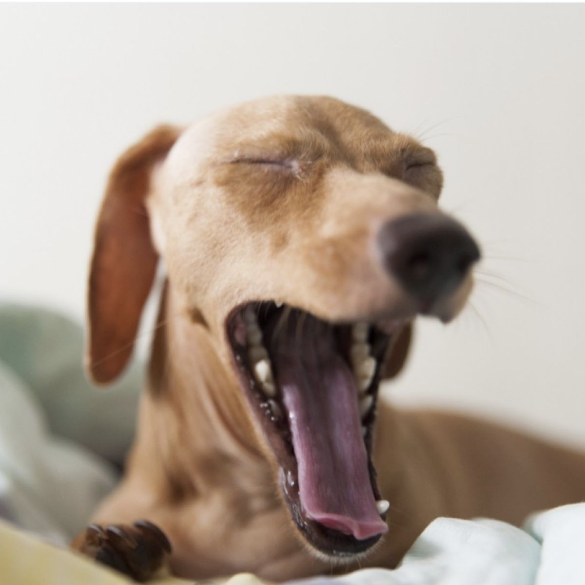 yawning animals