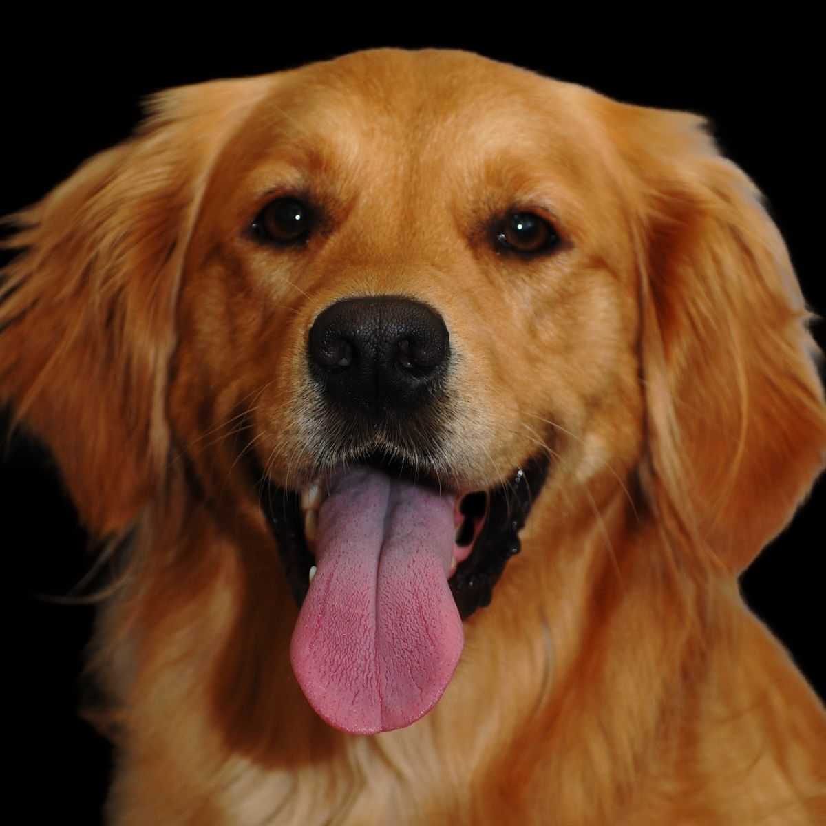 do dogs only have brown eyes