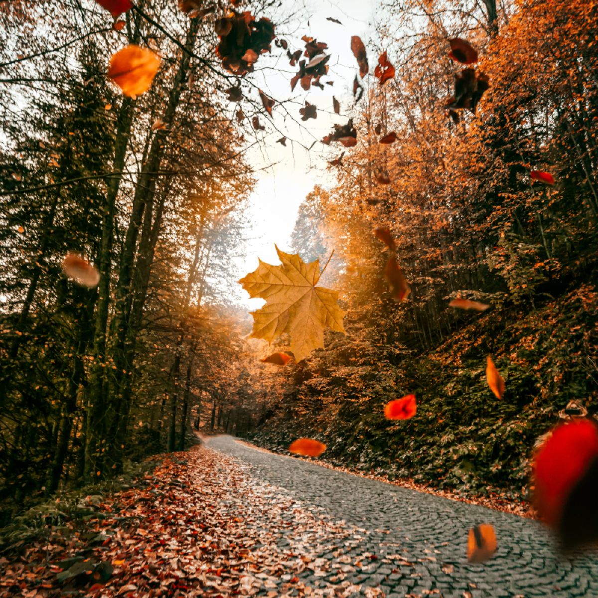 leaves falling