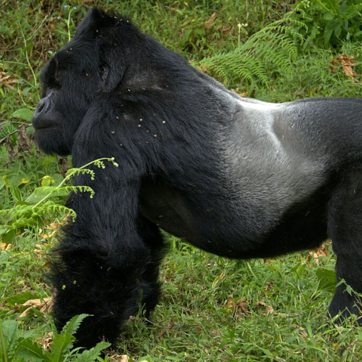 silverback strength coventry