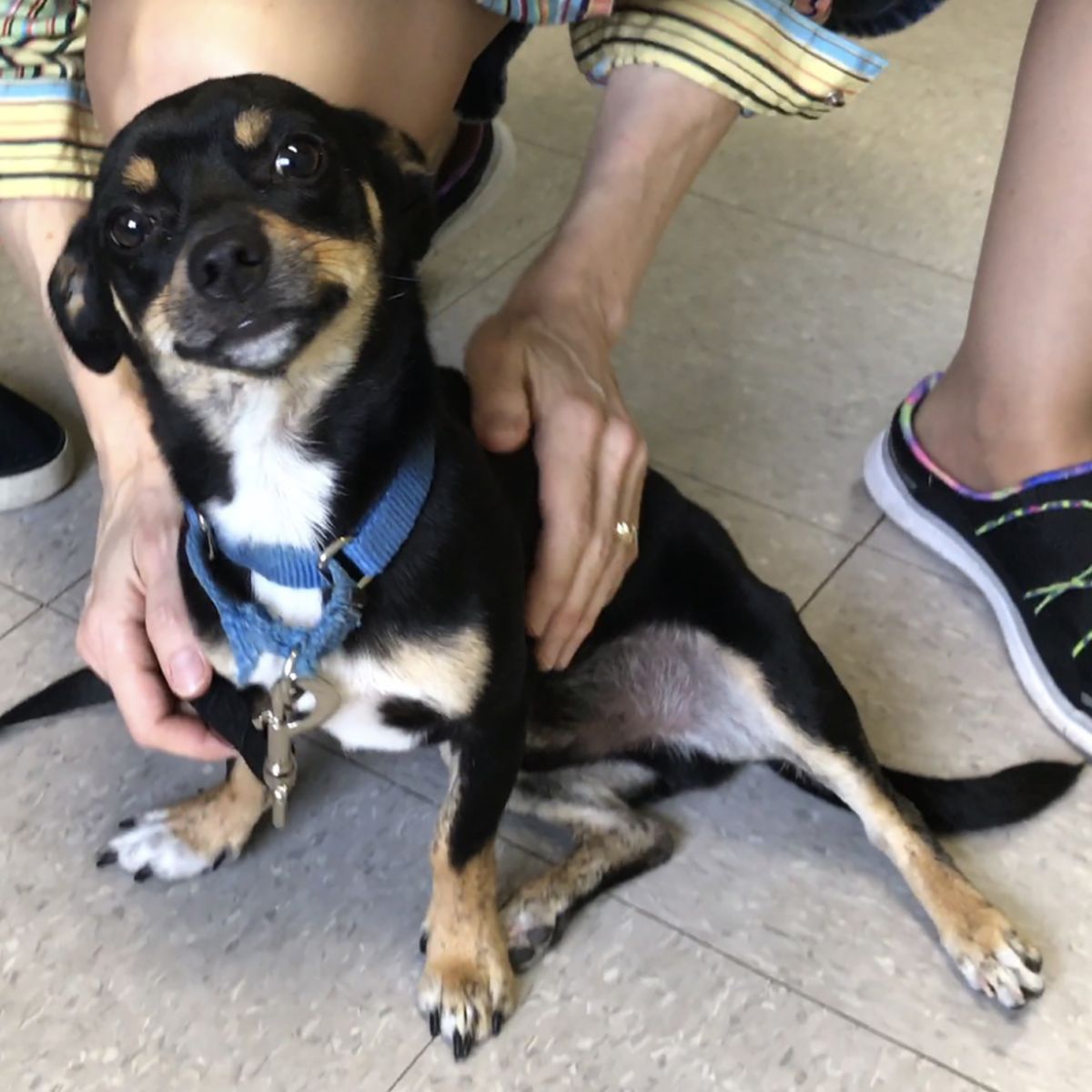 can you be too attached to your dog