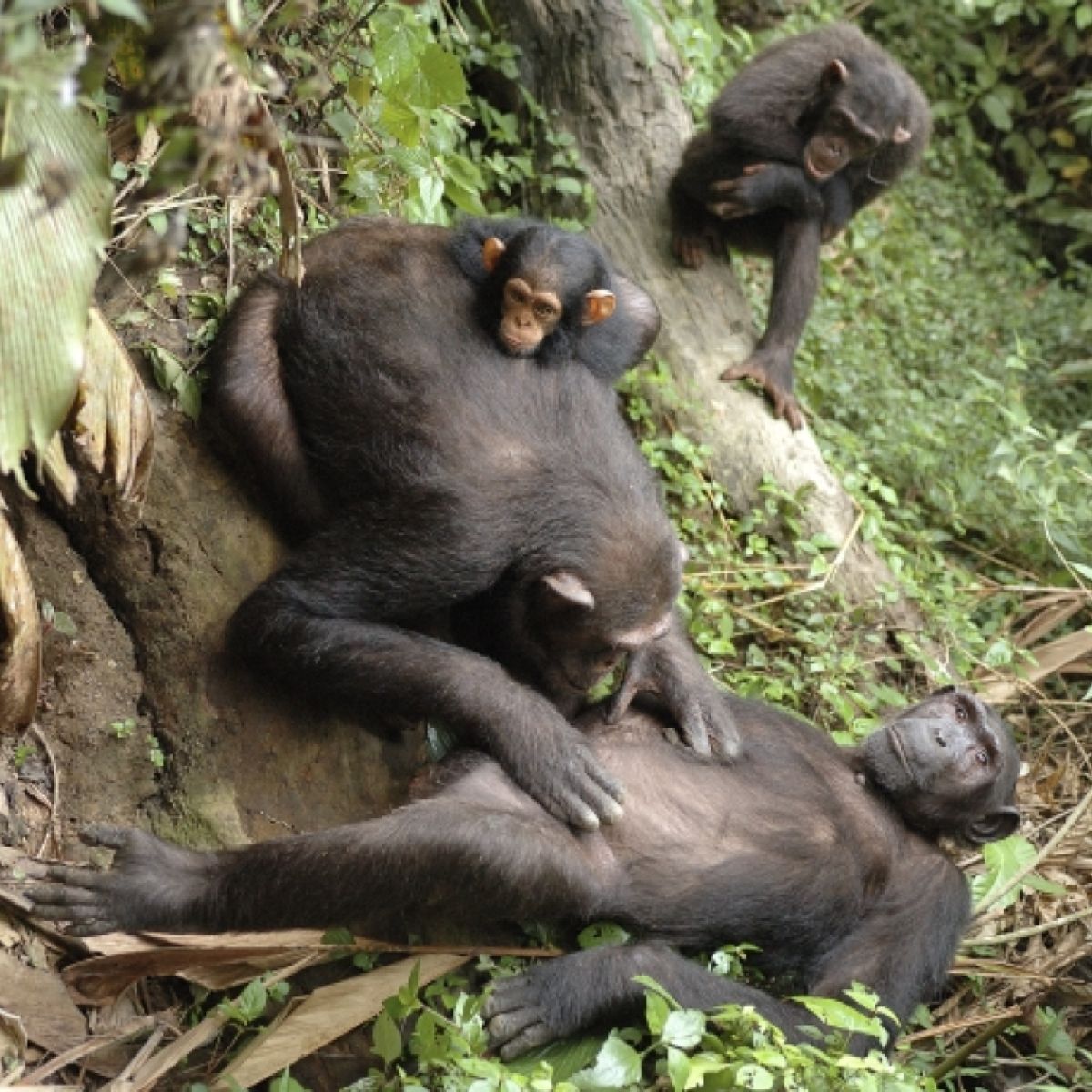 chimpanzee mating behavior
