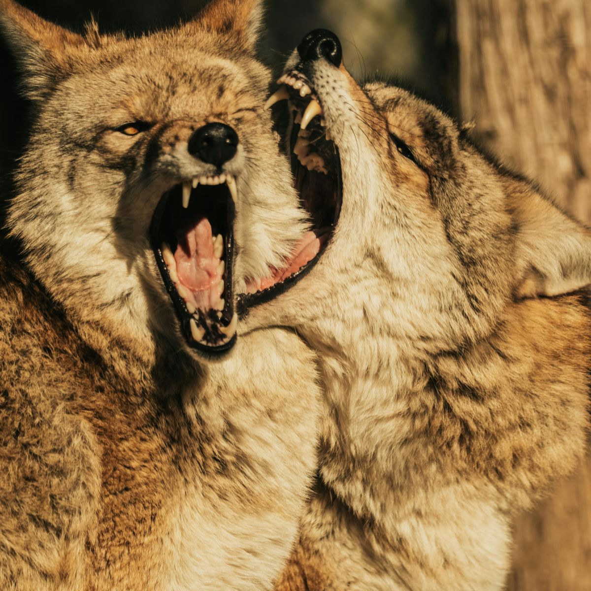 do wolves fight for alpha