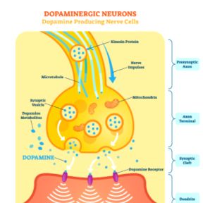Dopamine | Psychology Today