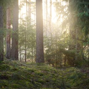 The Nature of Human Emotions | Psychology Today