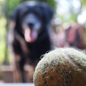 Animal Attachment | Psychology Today