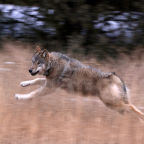 Animal Emotions | Psychology Today