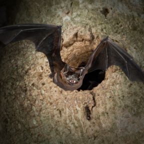 Animal Behavior | Psychology Today